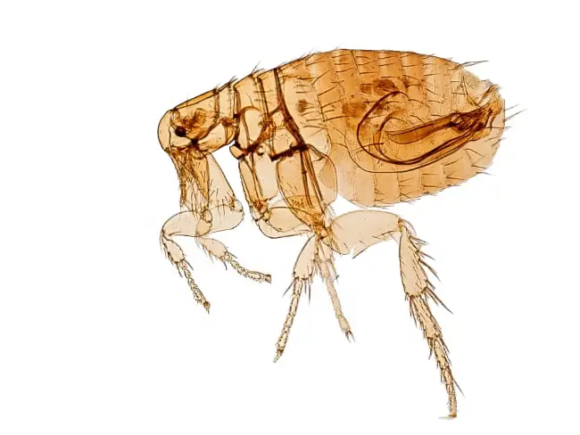 Garden City Pest Control – Victoria BC Pest Removal Specialists